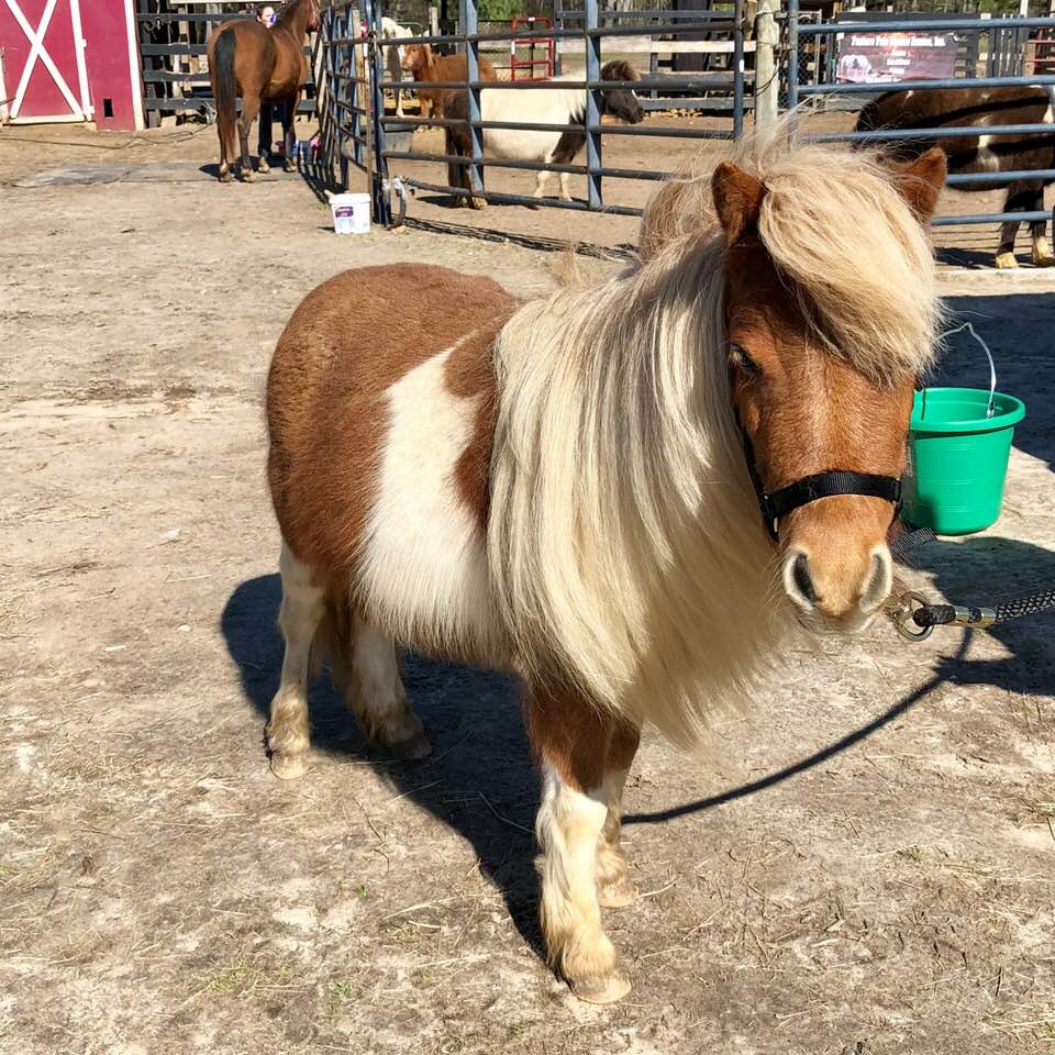 Jolene - The Barbie pony